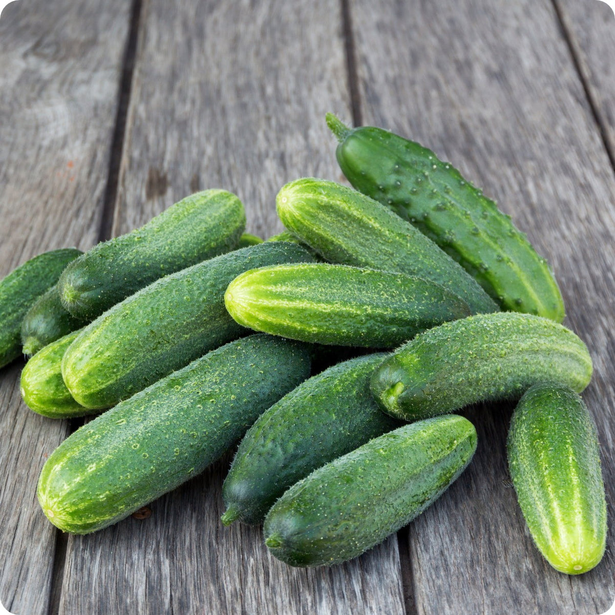 Shop for Cucumbers at The Incredible Seed Company Ltd: Heirloom ...