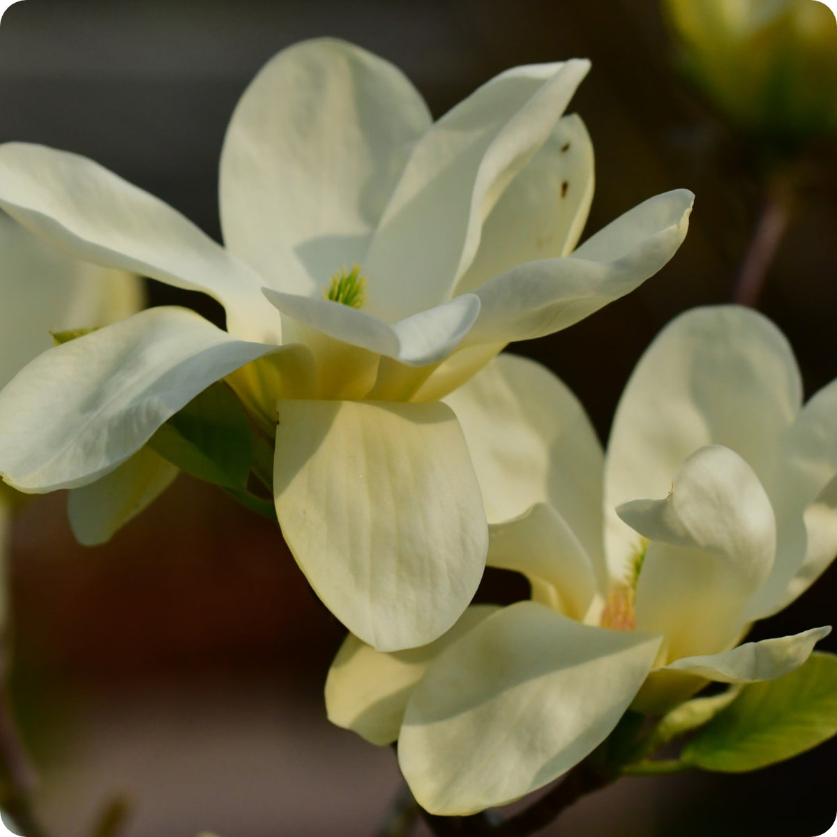Magnolia Seeds - Cucumber Tree – The Incredible Seed Company Ltd