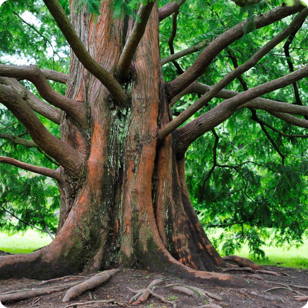 Dawn Redwood Tree Seeds – The Incredible Seed Company Ltd