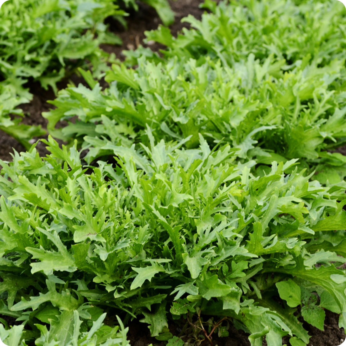 Endive Seeds - Très Fine Maraichère – The Incredible Seed Company Ltd