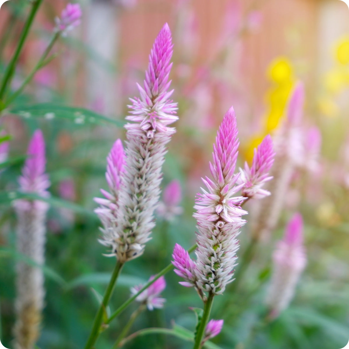 Celosia Seeds - Flamingo Feather – The Incredible Seed Company Ltd