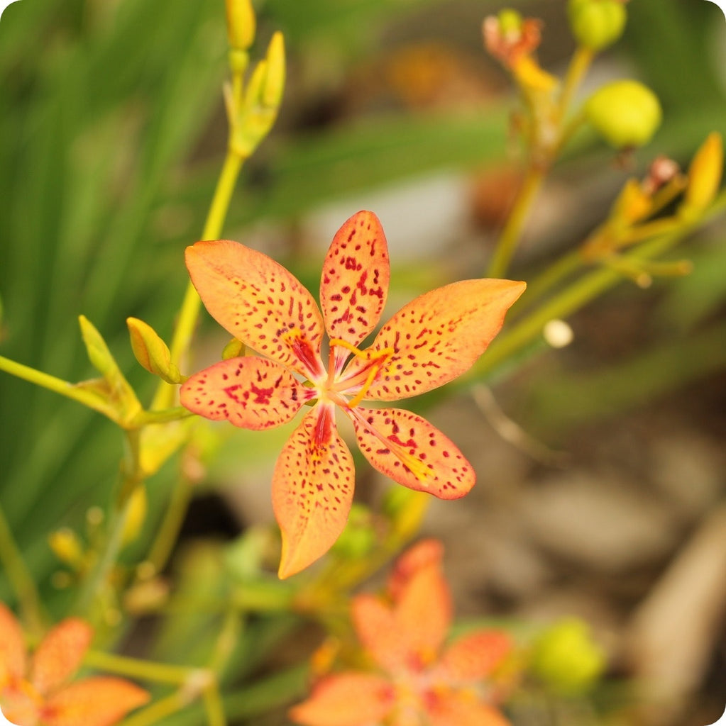 Blackberry Lily Seeds - Heirloom Untreated NON-GMO From Canada