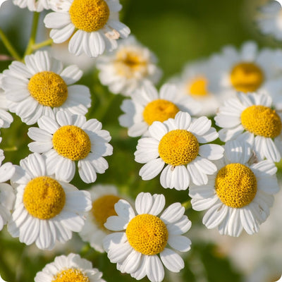 Flower Seeds – The Incredible Seed Company Ltd