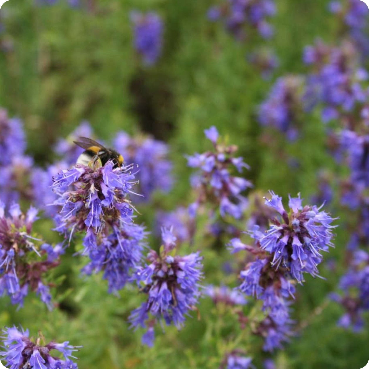 Hyssop Seeds – Heirloom Untreated NON-GMO From Canada – The Incredible ...