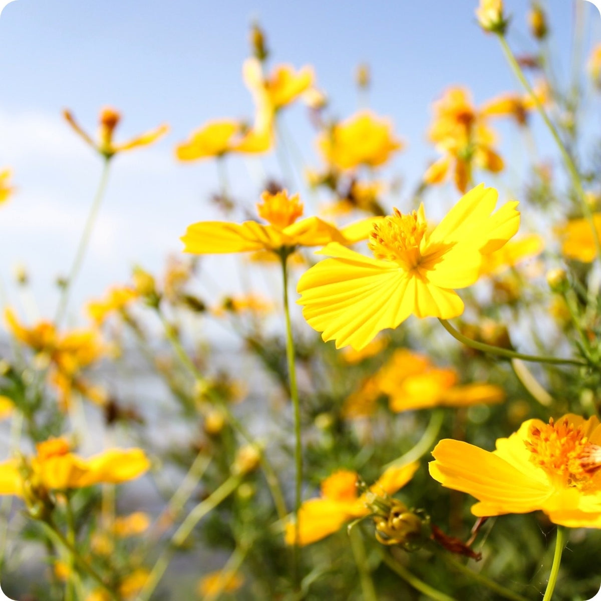 Shop for Flowers at The Incredible Seed Company Ltd: Heirloom Untreated ...