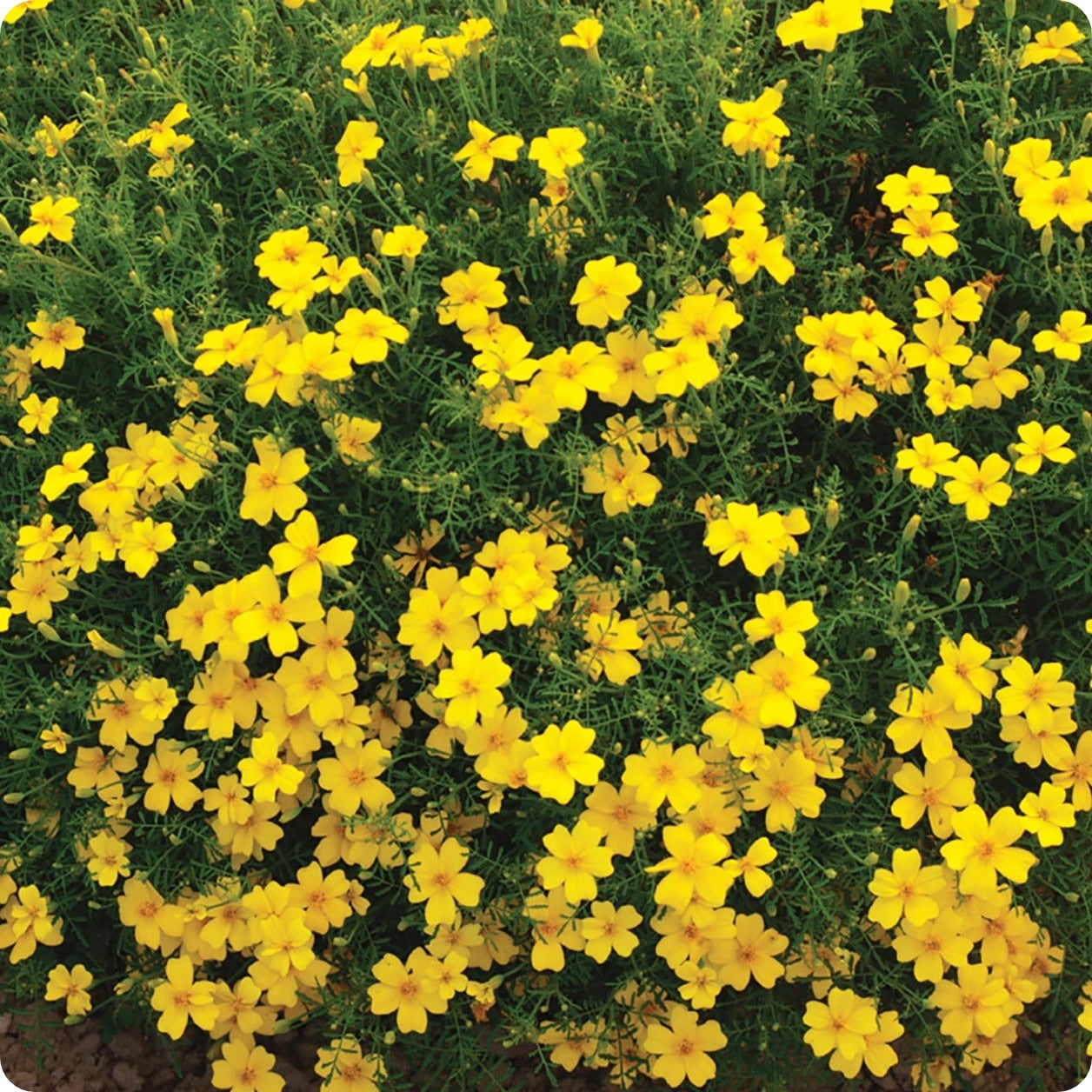 Marigold Seeds - Lemon Gem – The Incredible Seed Company Ltd