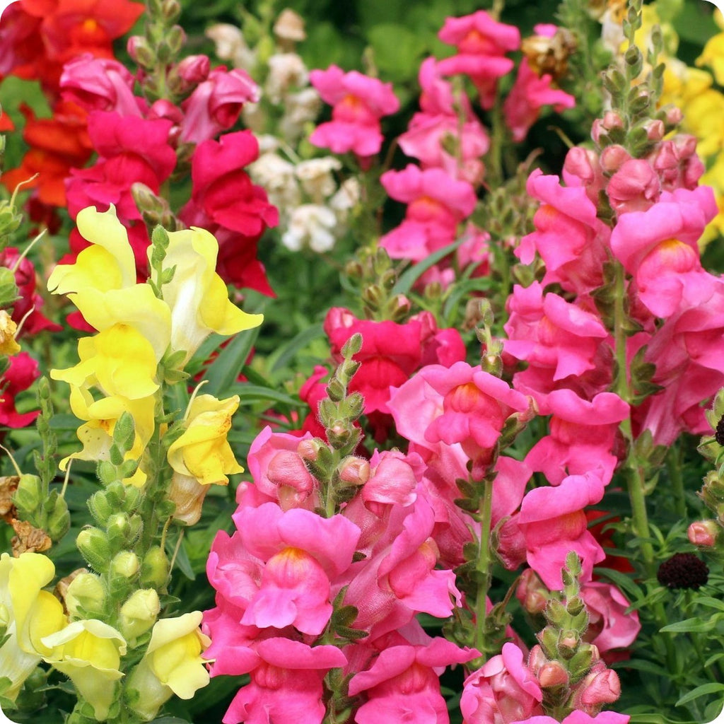 Snap Dragon Flower Seeds - Maxi Mix - Heirloom Untreated NON-GMO From ...