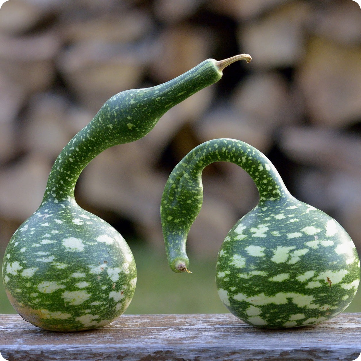 Gourd Seeds - Speckled Swan Gourd – The Incredible Seed Company Ltd