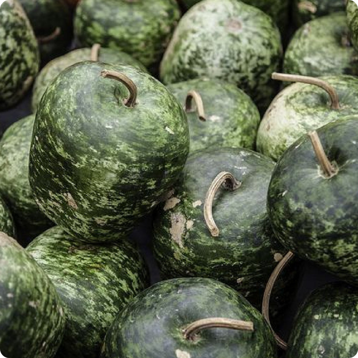 Gourd Seeds - Apple Gourd – The Incredible Seed Company Ltd