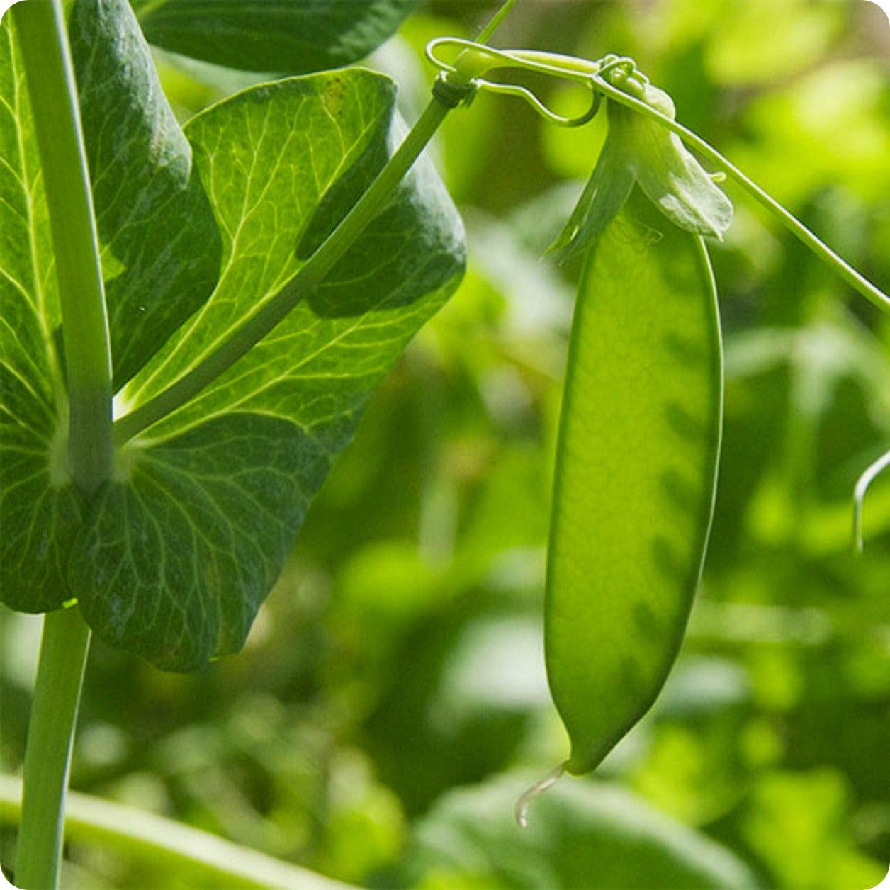 Snow Pea Seeds - Green Beauty – Heirloom Untreated NON-GMO From Canada ...