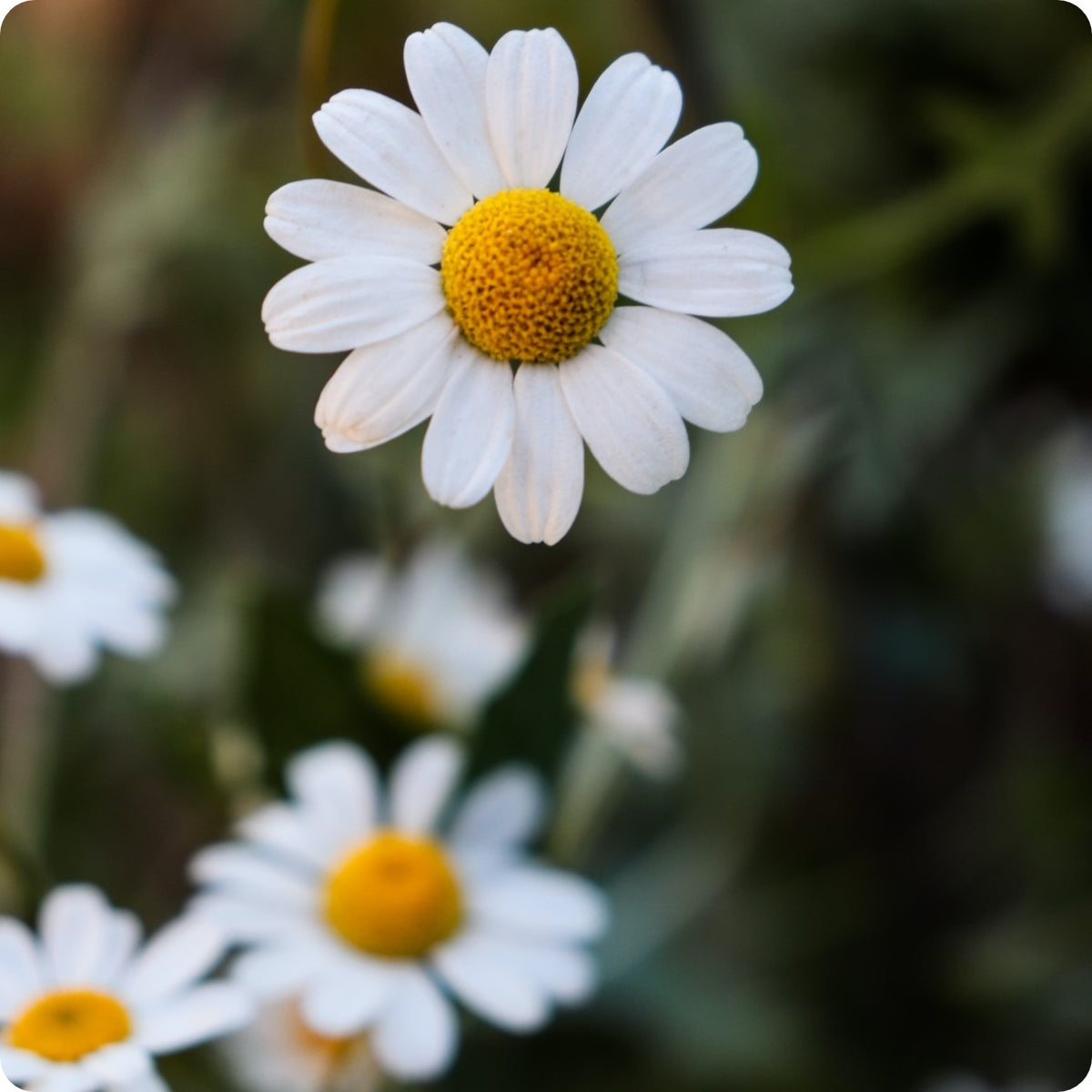 Chamomile, Roman – Heirloom Untreated NON-GMO From Canada – The ...