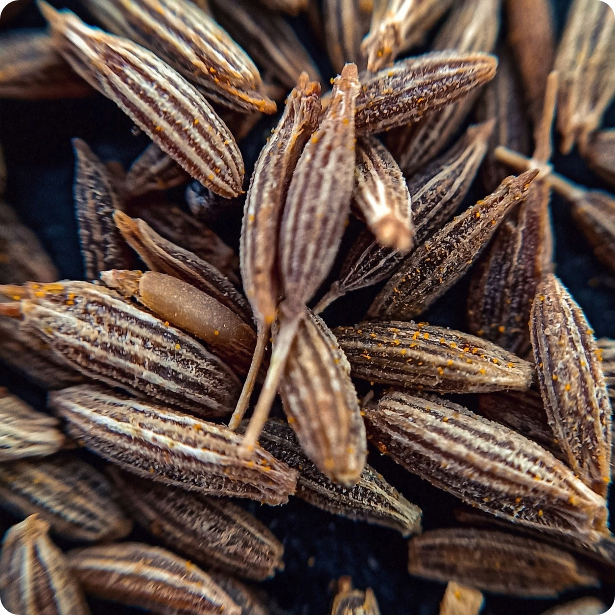 Cumin Seeds – The Incredible Seed Company Ltd