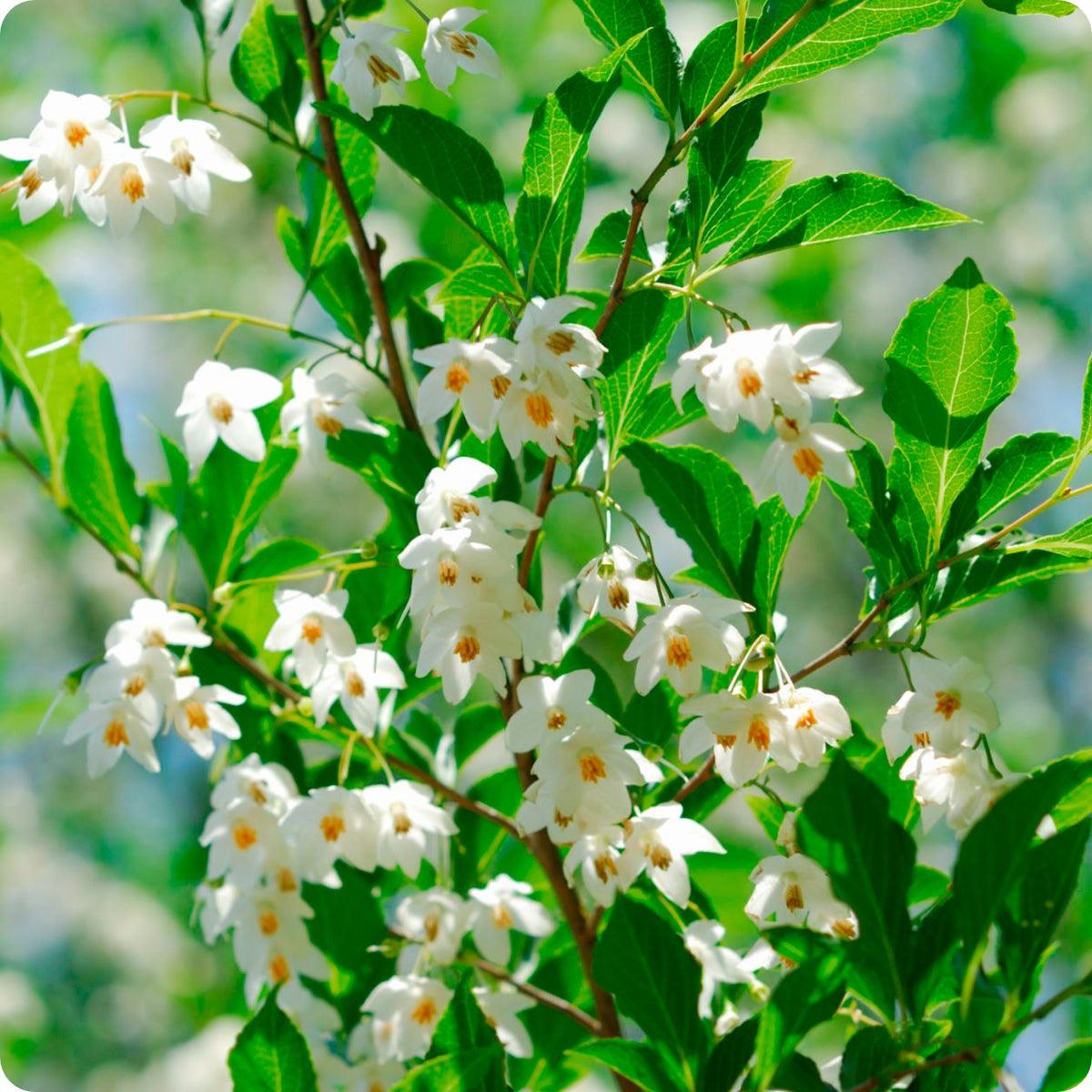 Snowbell Tree Seeds - Japanese – The Incredible Seed Company Ltd