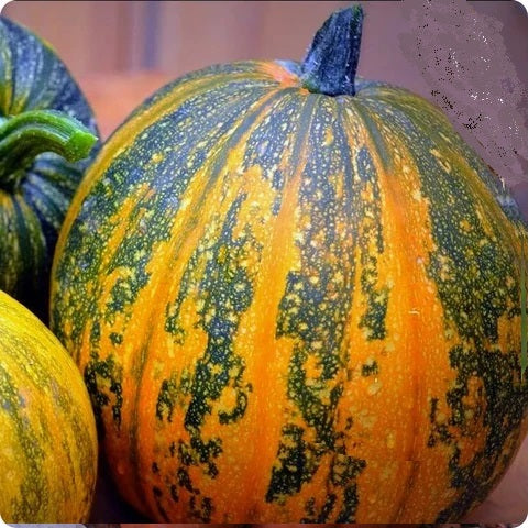Pumpkins – The Incredible Seed Company Ltd