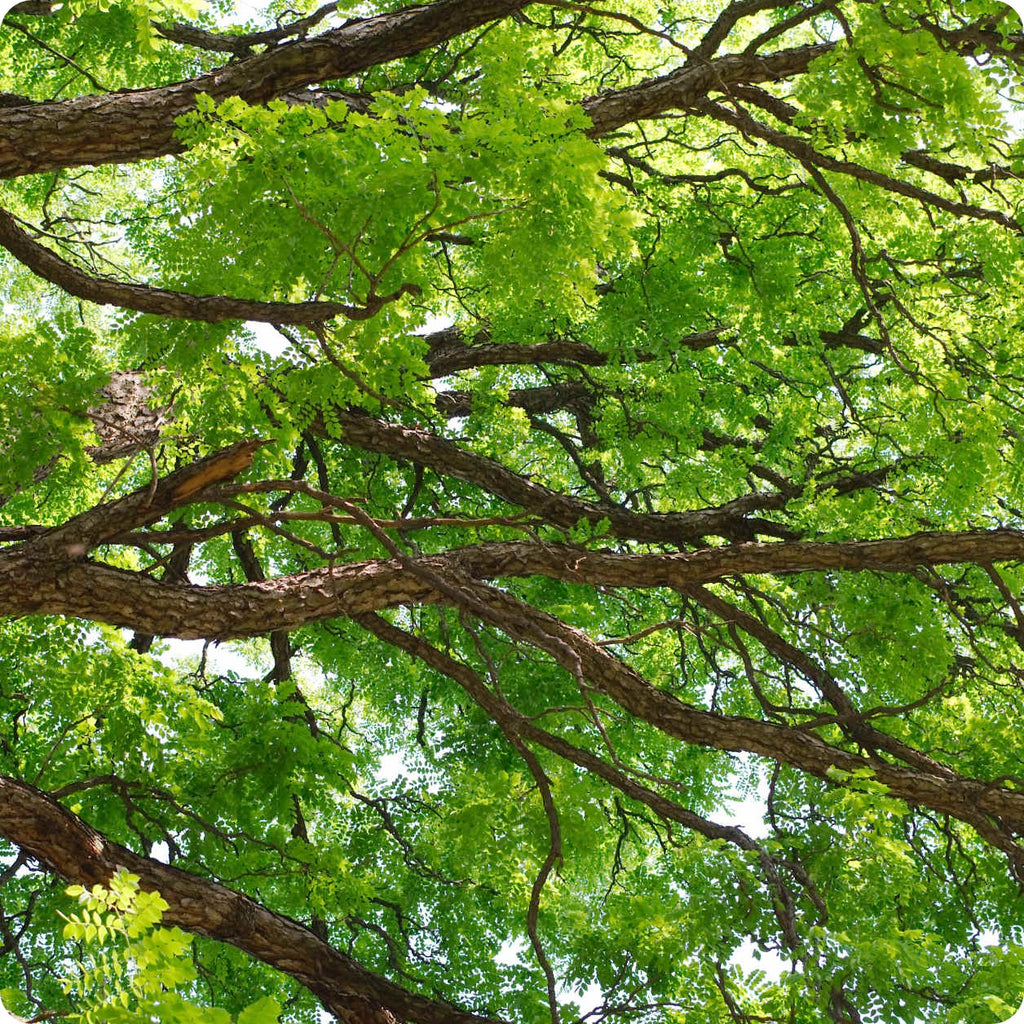 Deciduous & Flowering Tree Seeds – The Incredible Seed Company Ltd