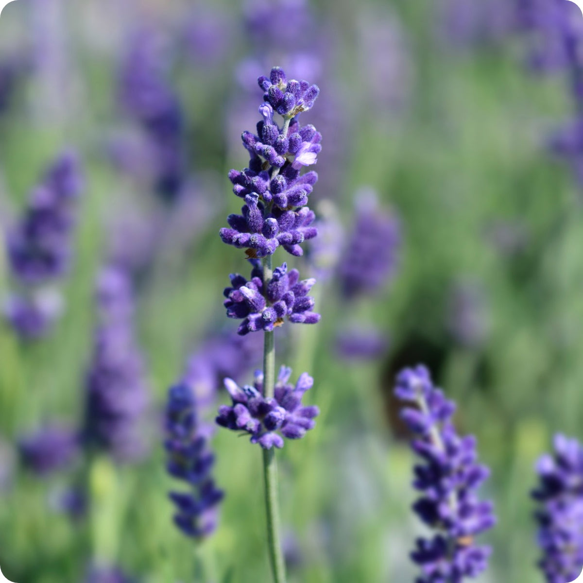 Lavender Seeds - Hidcote Blue – The Incredible Seed Company Ltd
