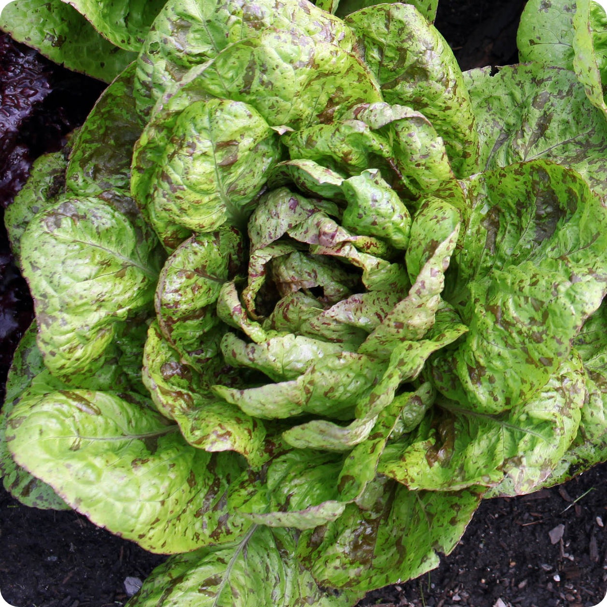 Lettuce Seeds - Mayan Jaguar – The Incredible Seed Company Ltd