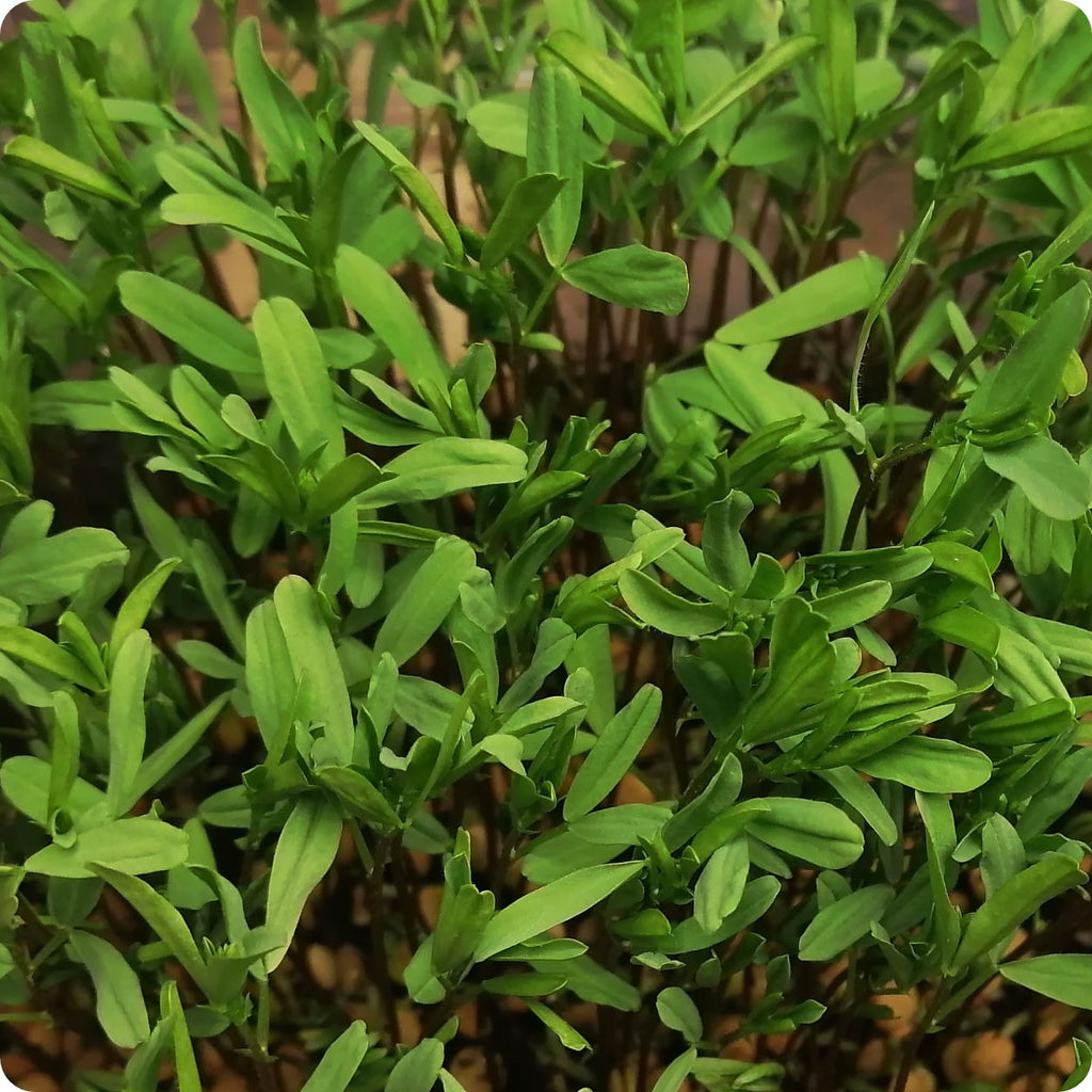 Microgreen Seeds - Lentils, Small Green – The Incredible Seed Company Ltd
