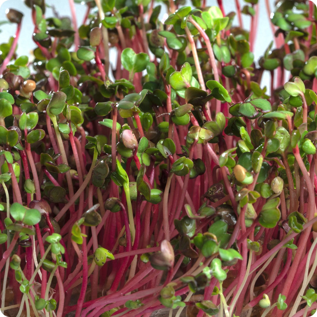 Shop for Microgreen Seeds at The Incredible Seed Company Ltd.: Heirloom ...