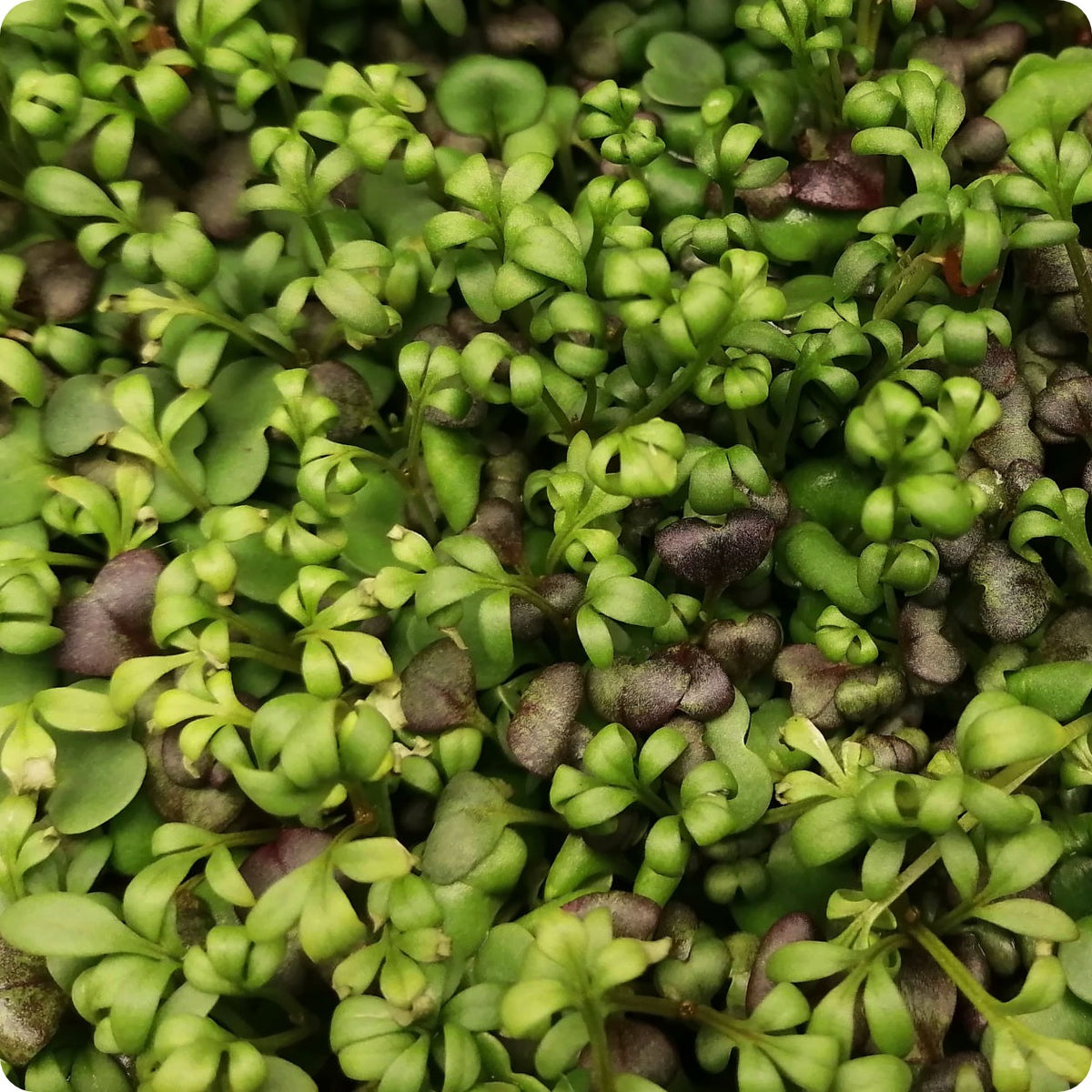 Microgreen Seeds - Spicy Mix – The Incredible Seed Company Ltd