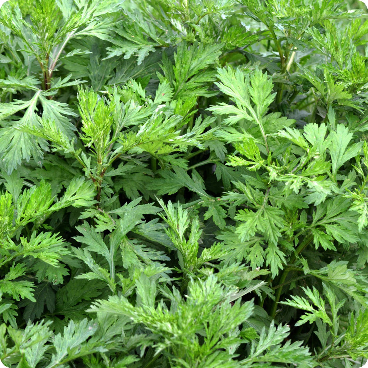 Artemisia Seeds - Mugwort – The Incredible Seed Company Ltd