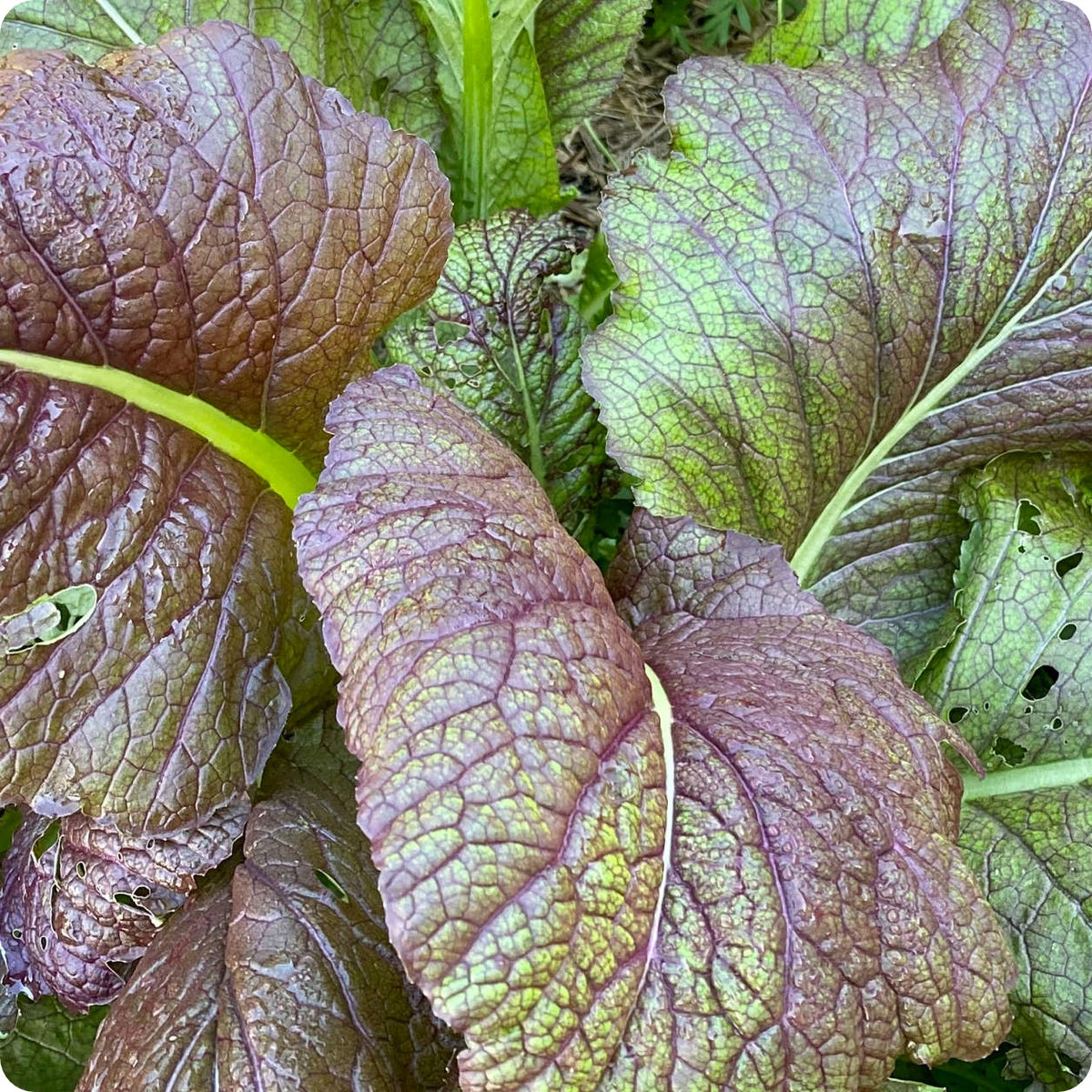 Red Giant Mustard Green Seeds – Heirloom Untreated NON-GMO From Canada ...