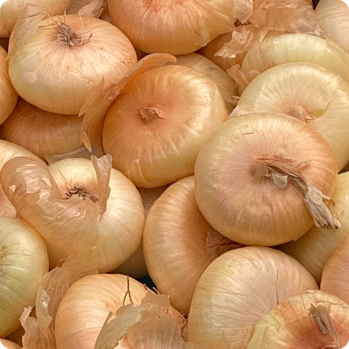 Shop for Onions at The Incredible Seed Company Ltd: Heirloom Untreated ...