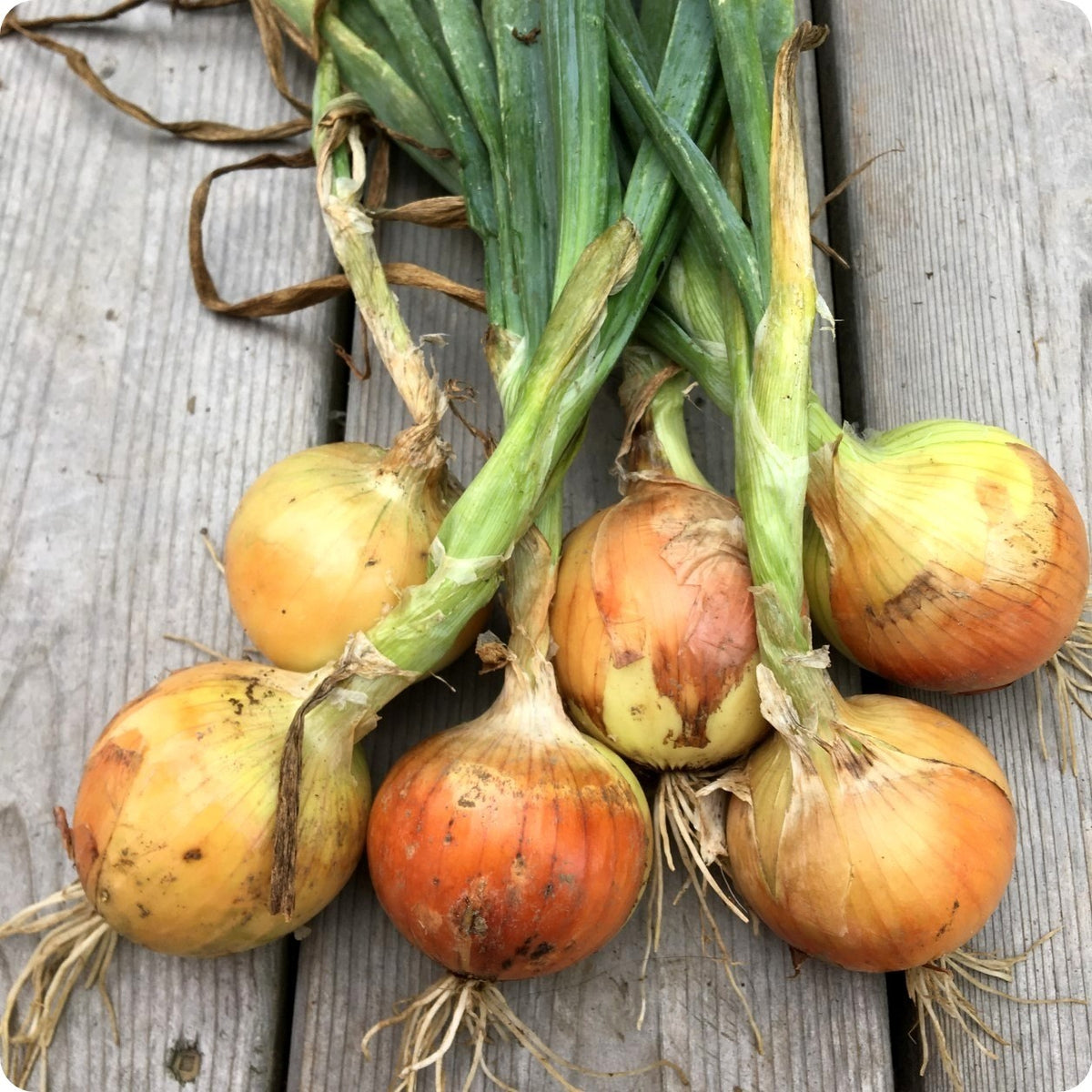 Onion Orders From The Philippines Drive Onion Price Rebound After The