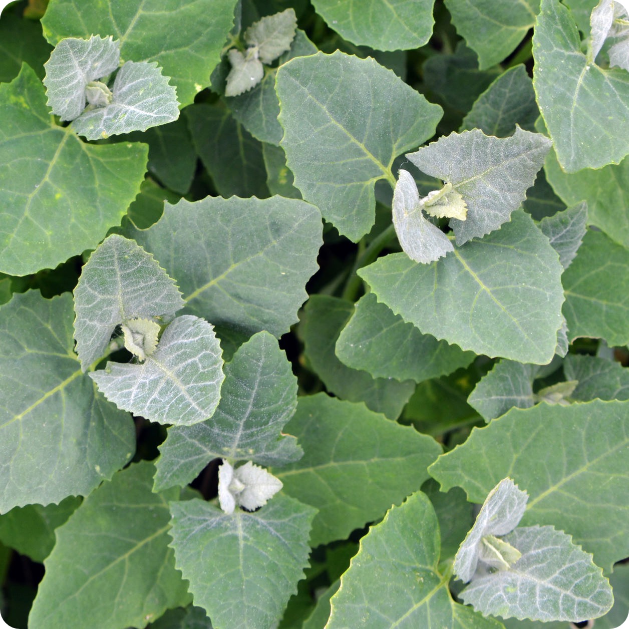 Orach Seeds - Green Velvet – The Incredible Seed Company Ltd