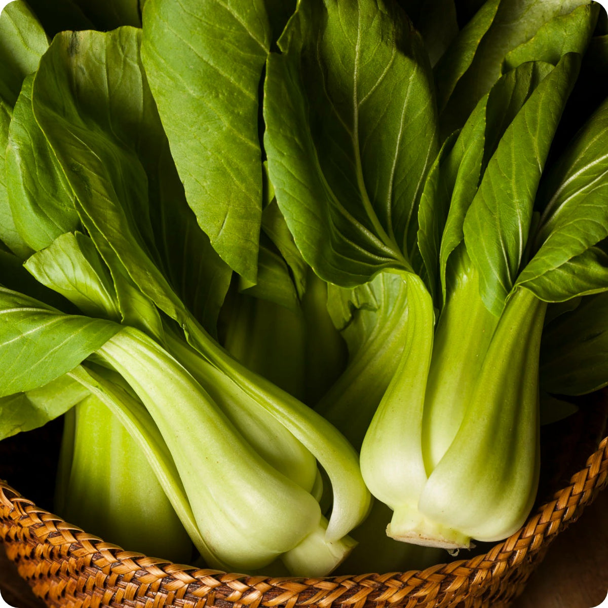 Pac Choy Seeds - Shanghai Green – The Incredible Seed Company Ltd