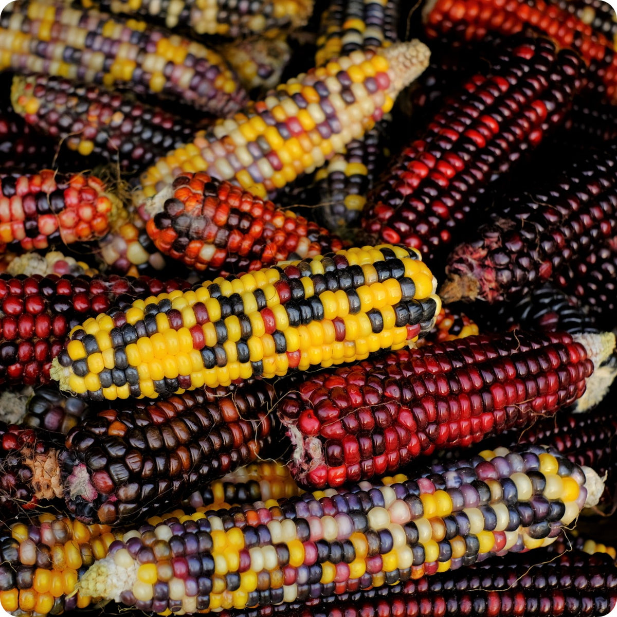 Corn Seeds - Painted Mountain – The Incredible Seed Company Ltd