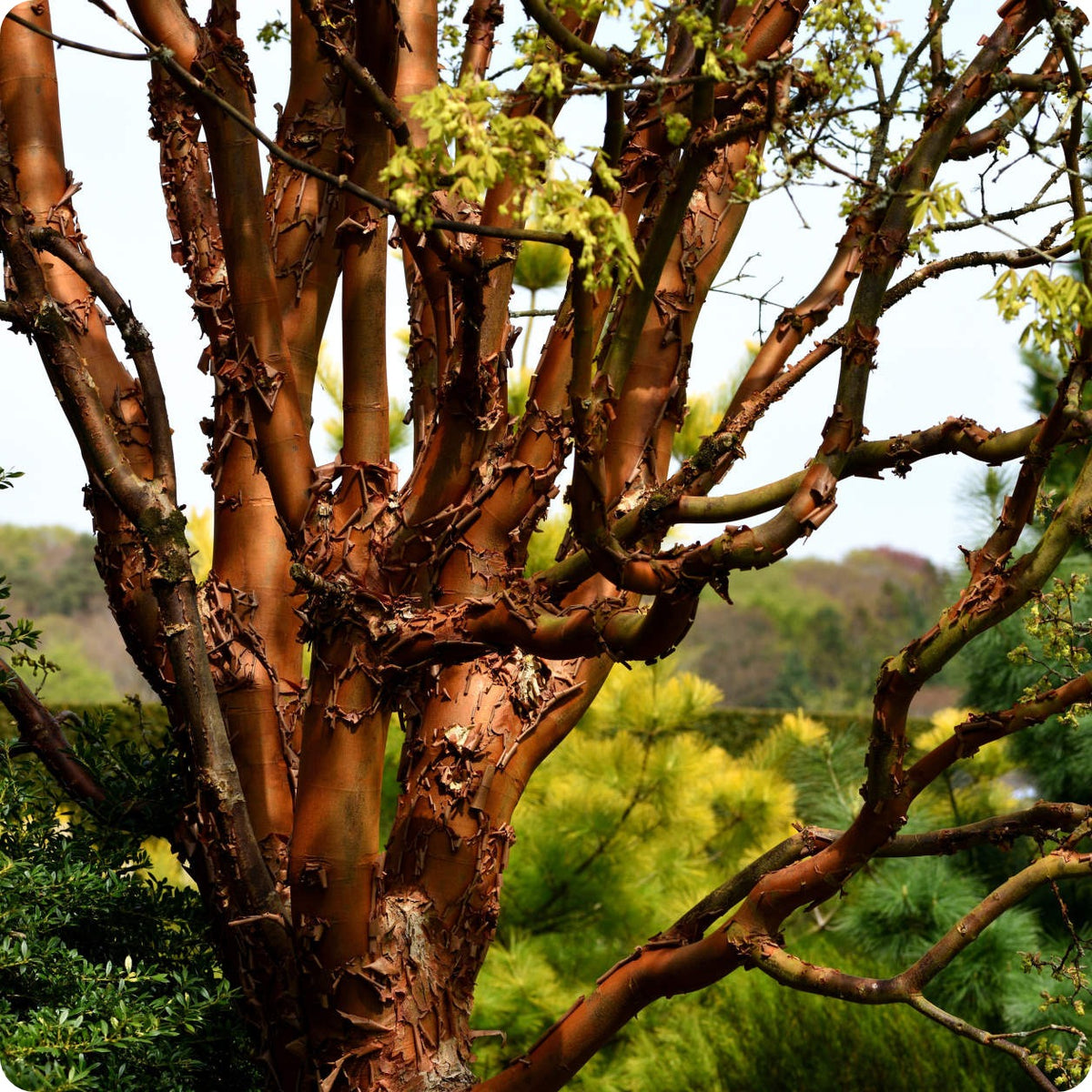 Maple Tree Seeds - Paperbark Maple – The Incredible Seed Company Ltd