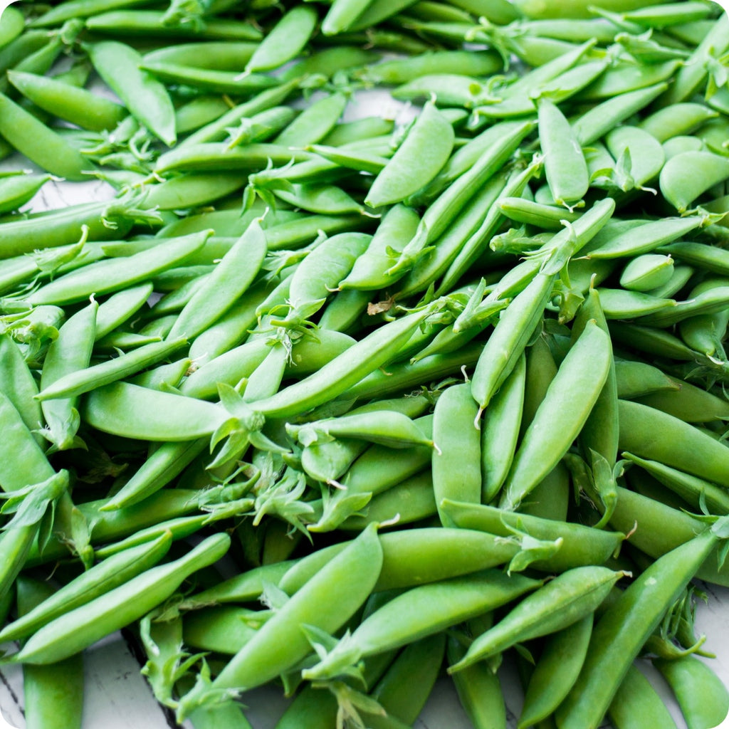 Pea Seeds - Amish Snap – The Incredible Seed Company Ltd