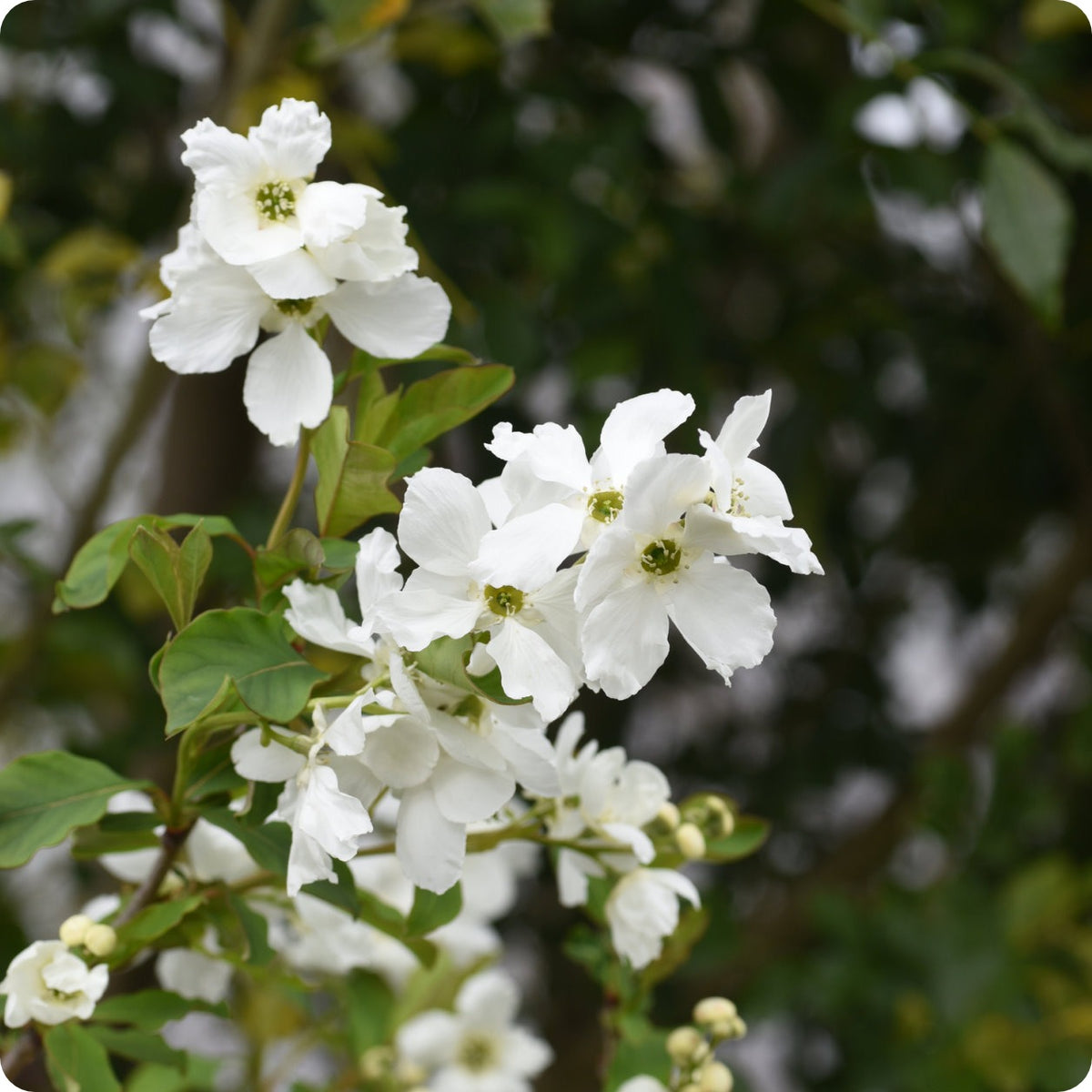 Pearl Bush Seeds – The Incredible Seed Company Ltd