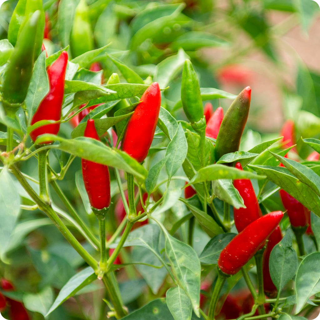 Tabasco Hot Pepper Seeds – Heirloom Untreated NON-GMO From Canada – The ...