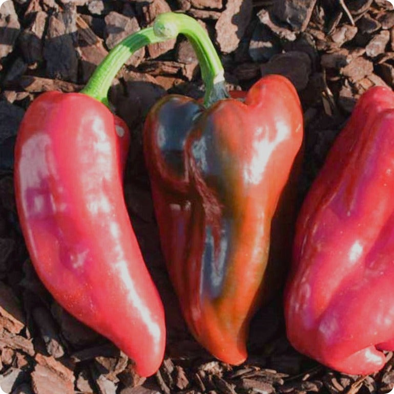 Shop for Peppers at The Incredible Seed Company Ltd: Heirloom Untreated ...