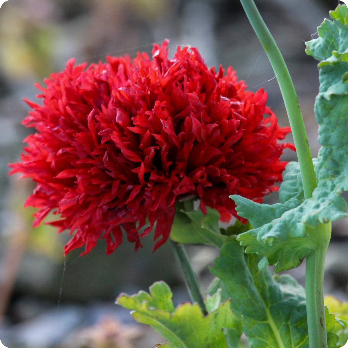 Poppy Seeds - Perky Peony Poppy Mix – The Incredible Seed Company Ltd