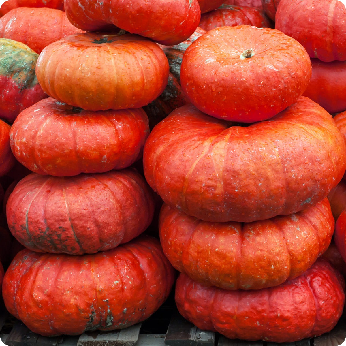 Cinderella Pumpkin Seeds – Heirloom Untreated NON-GMO From Canada – The ...