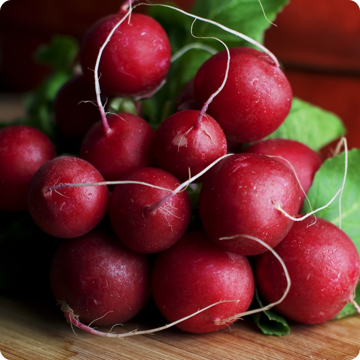 Radish Seeds - Cherry Belle – The Incredible Seed Company Ltd