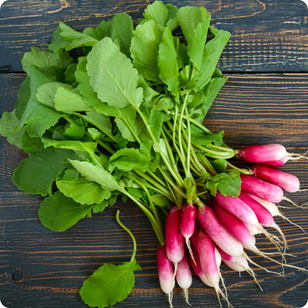 French Breakfast Radish Seeds – Heirloom Untreated NON-GMO From Canada ...