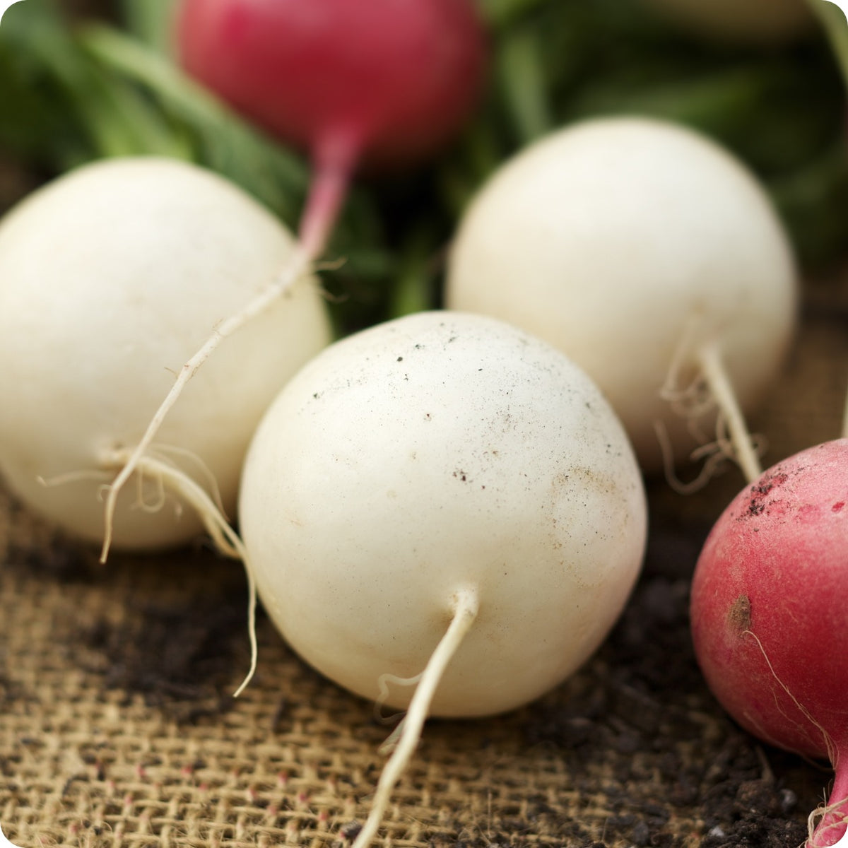 Shop for Radishes at The Incredible Seed Company Ltd: Heirloom ...
