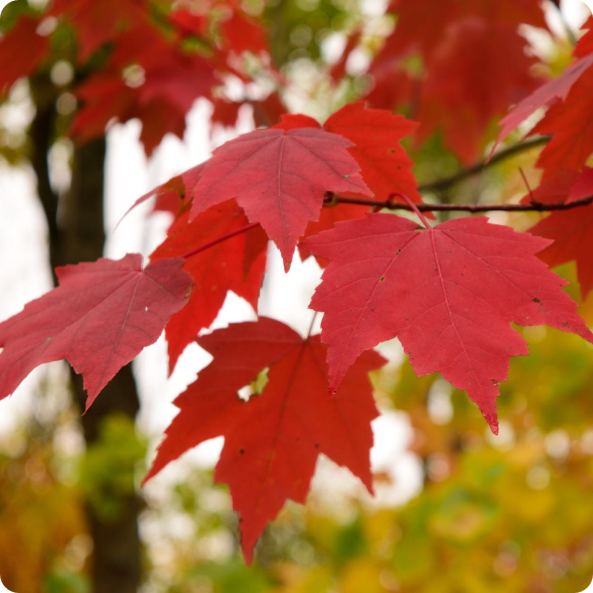 Maple Tree Seeds - Red Maple – The Incredible Seed Company Ltd
