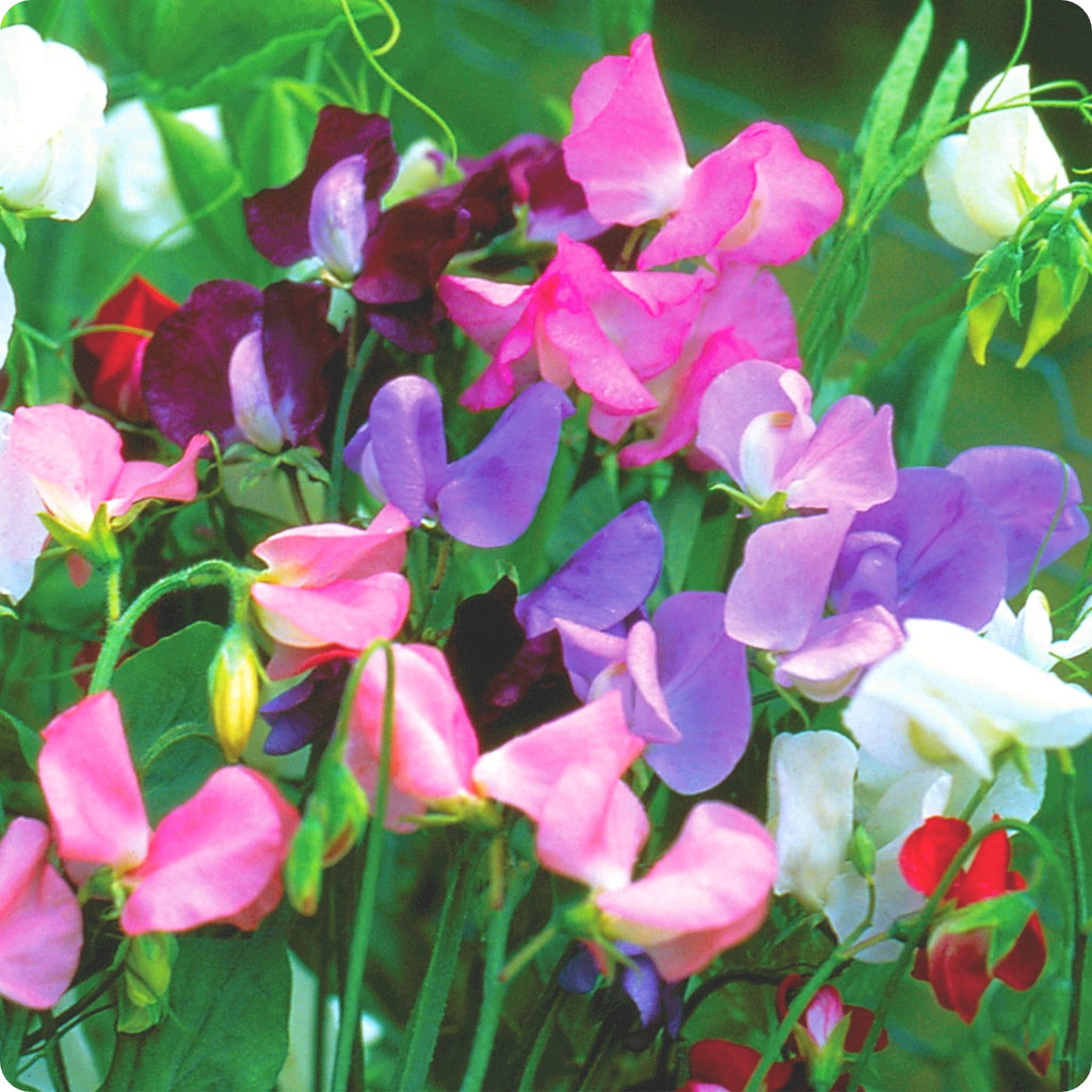 Sweet Pea Seeds - Royalty Blend – The Incredible Seed Company Ltd