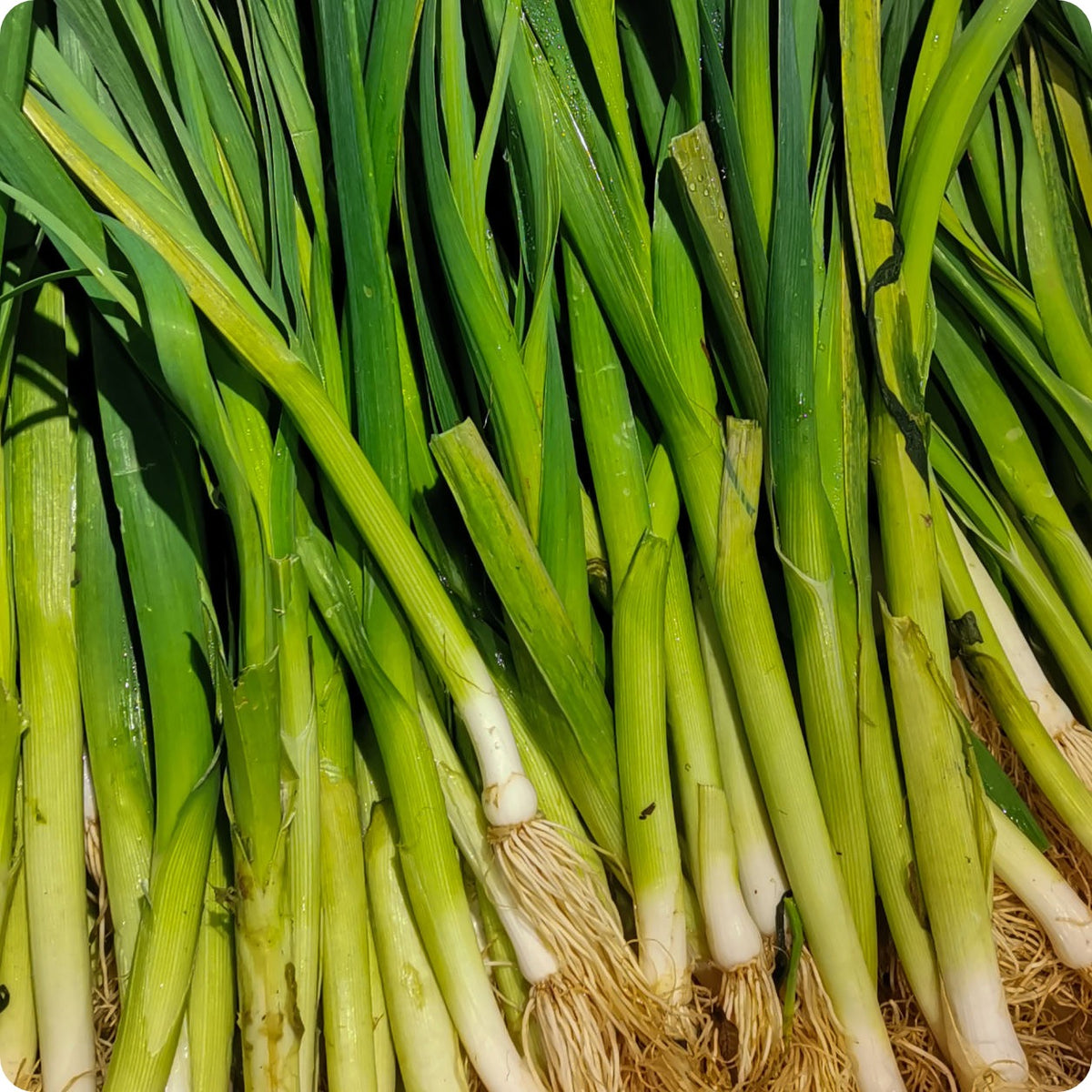 Onion Seeds, Scallions - Flagpole – The Incredible Seed Company Ltd