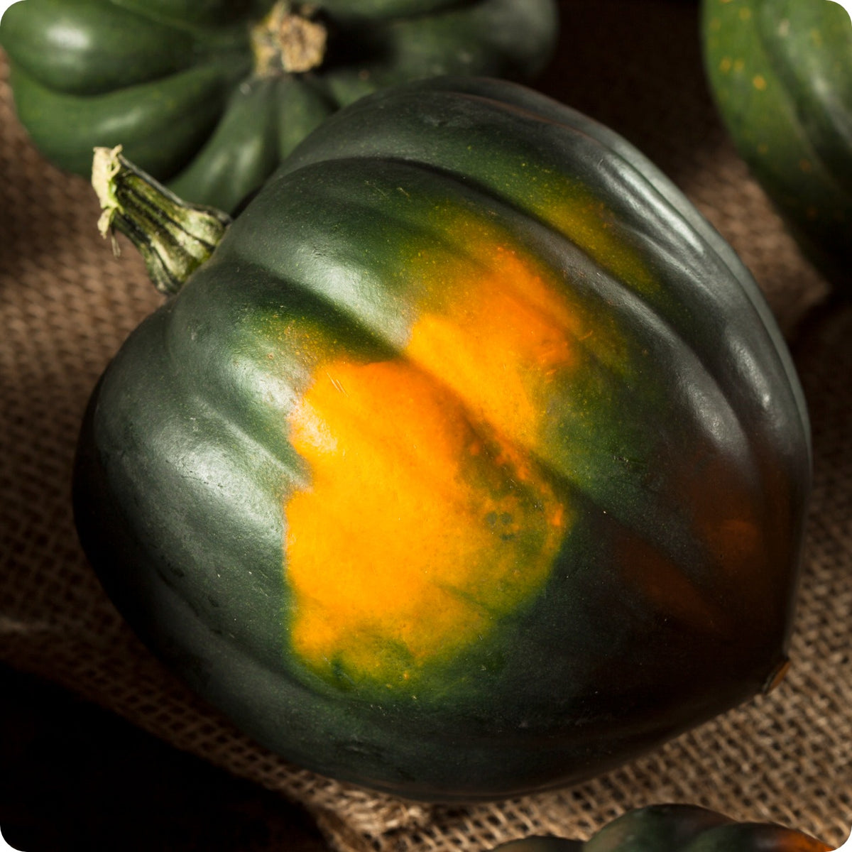 Table Queen Acorn Squash Seeds – Heirloom Untreated NON-GMO From Canada ...
