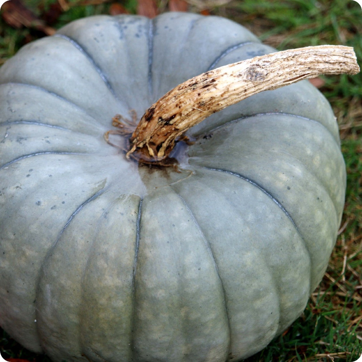 Queensland Blue Squash Seeds – Heirloom Untreated NON-GMO From Canada ...