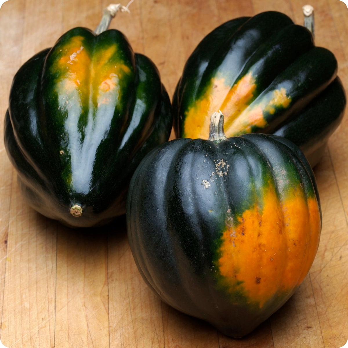 Table King Acorn Squash Seeds – Heirloom Untreated NON-GMO From Canada ...