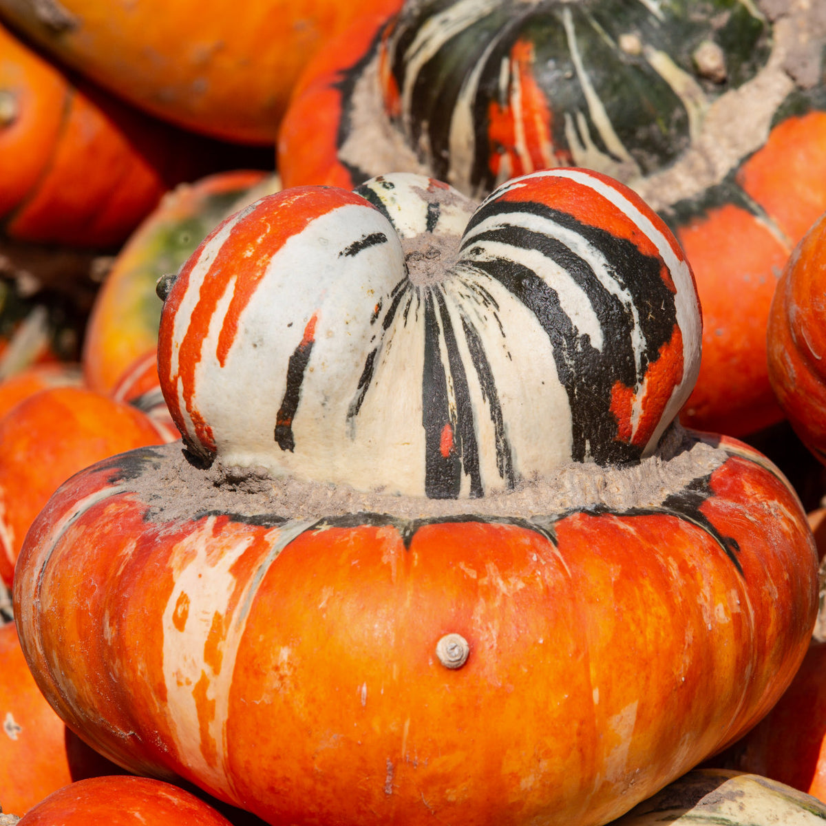 Turban Squash Seeds – Heirloom Untreated NON-GMO From Canada – The ...