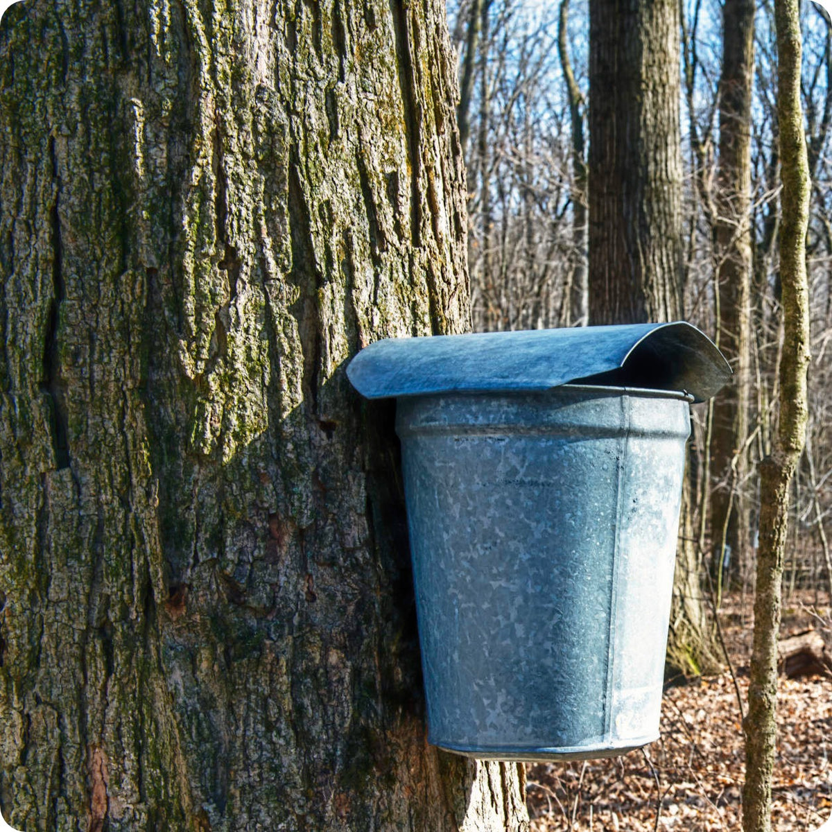 Maple Tree Seeds - Sugar Maple – The Incredible Seed Company Ltd