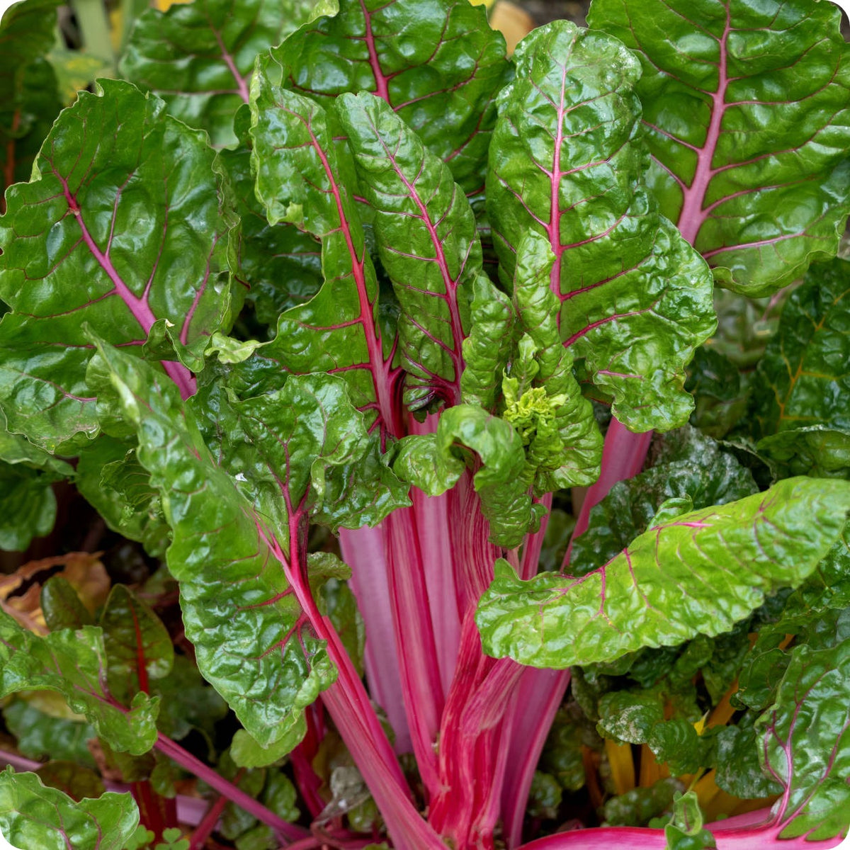 Magenta Sunset Swiss Chard Seeds – Heirloom Untreated NON-GMO From ...